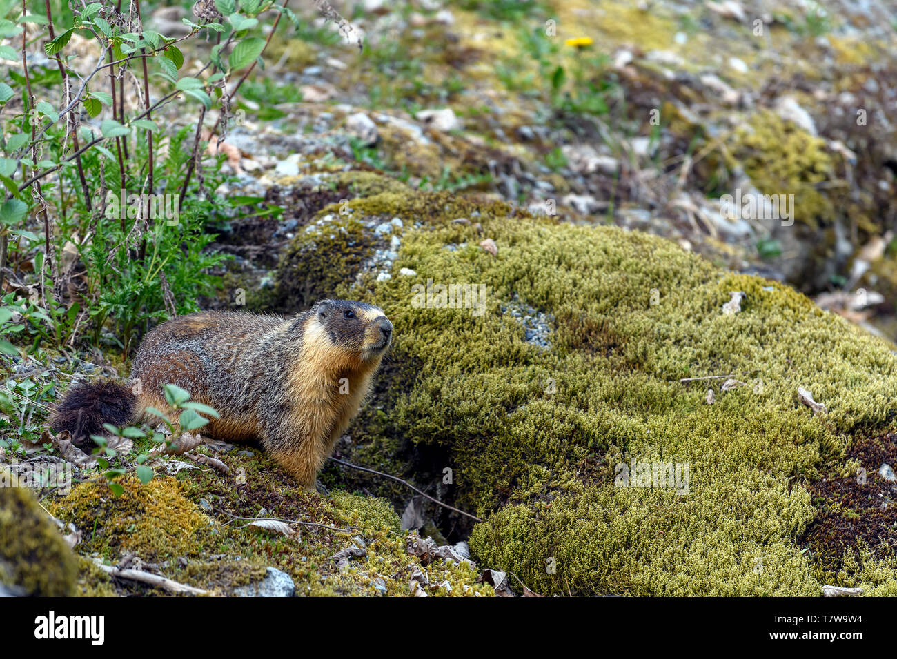 At the first ray of spring sunlight, a yellow-bellied marmot (Marmota ...