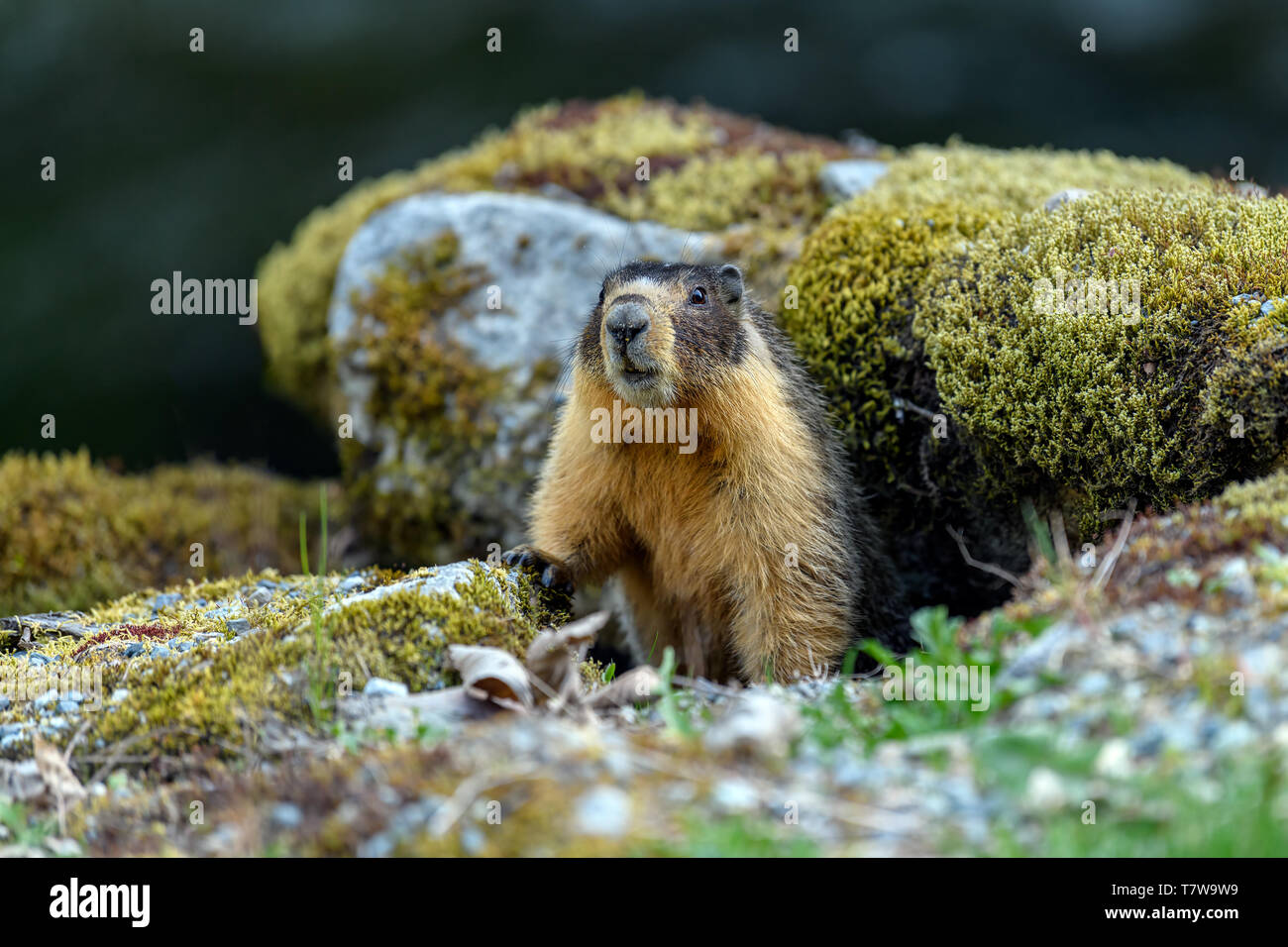 At the first ray of spring sunlight, a yellow-bellied marmot (Marmota ...