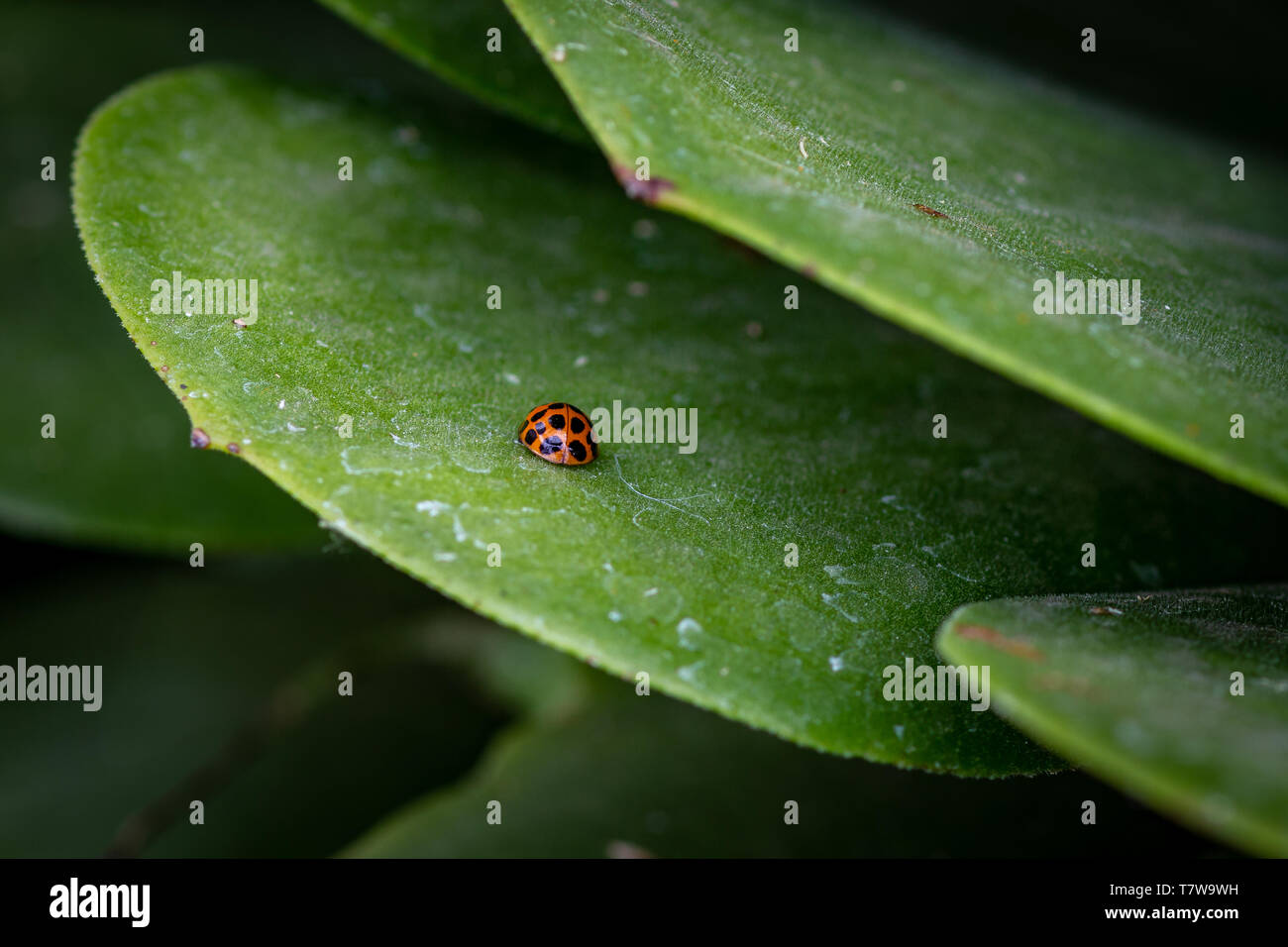 Ladybird red beetle coccinellidae hi-res stock photography and images ...