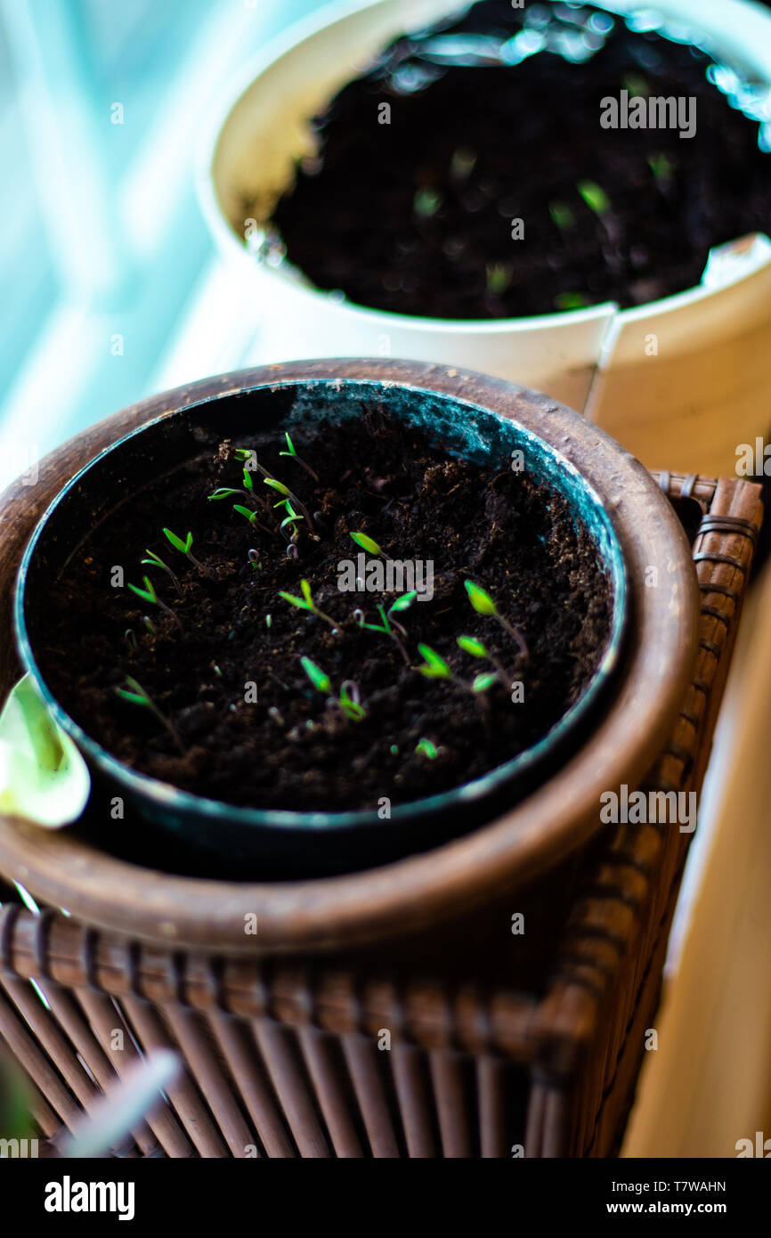 sprouting flower plants Stock Photo - Alamy