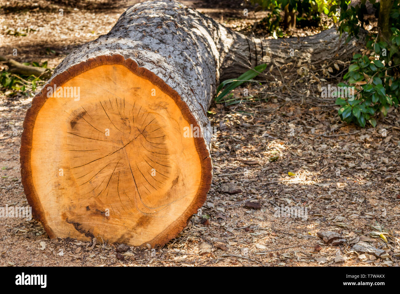 Cutting down tree rainforest hi-res stock photography and images - Alamy