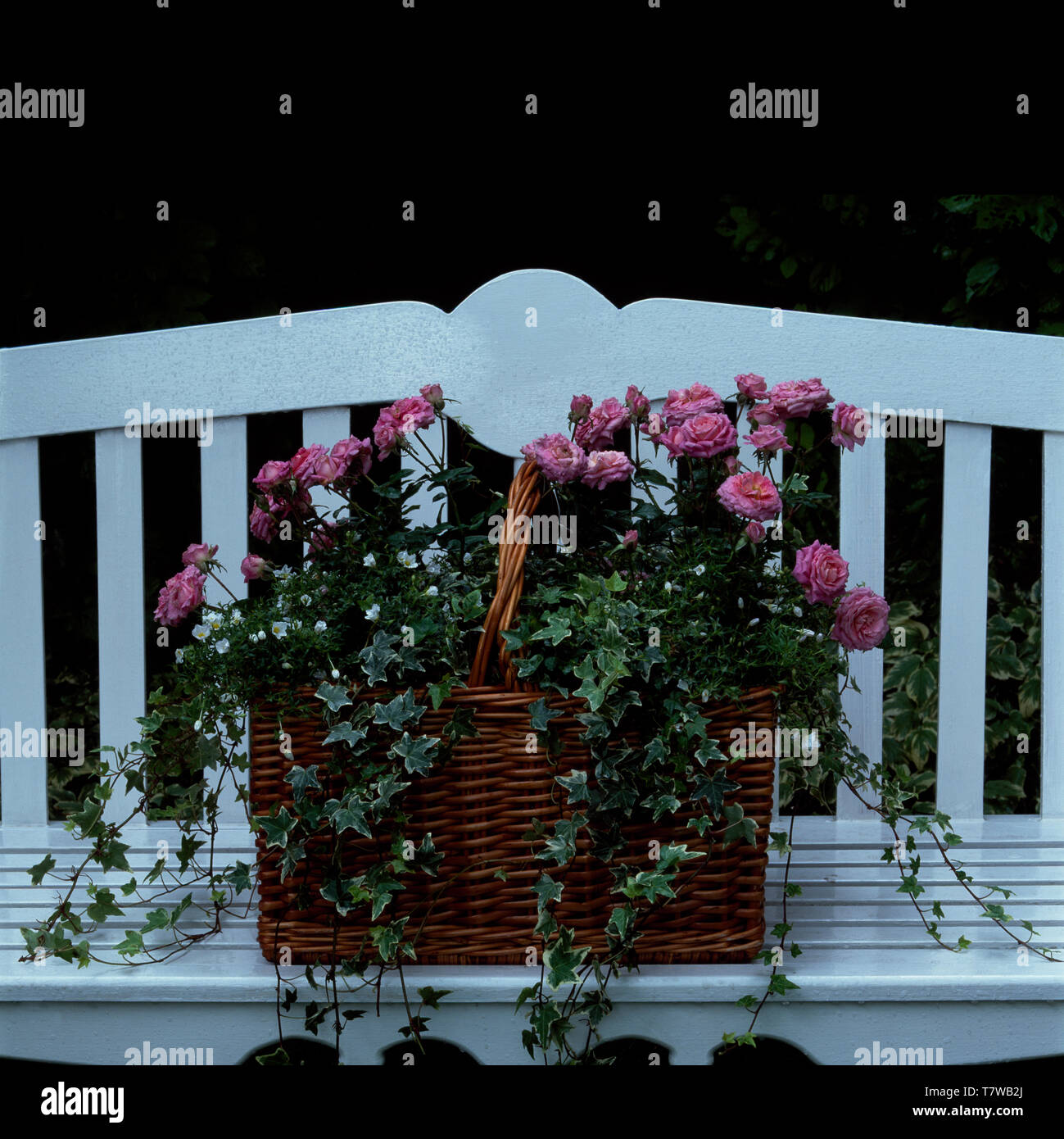 Roses and ivy hi-res stock photography and images - Alamy