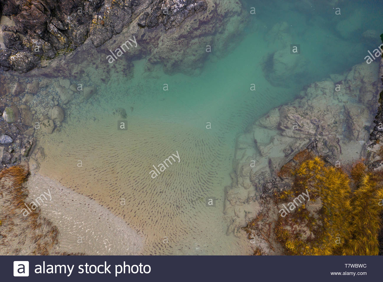 Tidal pool aerial hi-res stock photography and images - Alamy