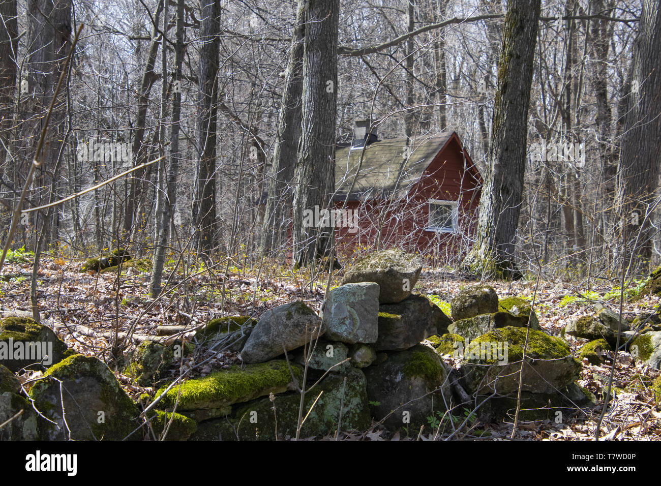 The little shack in the woods Stock Photo - Alamy
