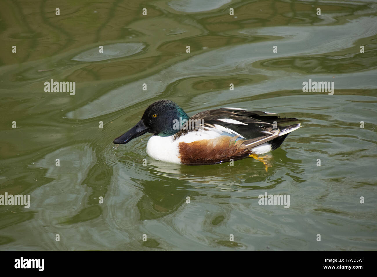 Male Northern Shoveler Duck Stock Photo - Alamy