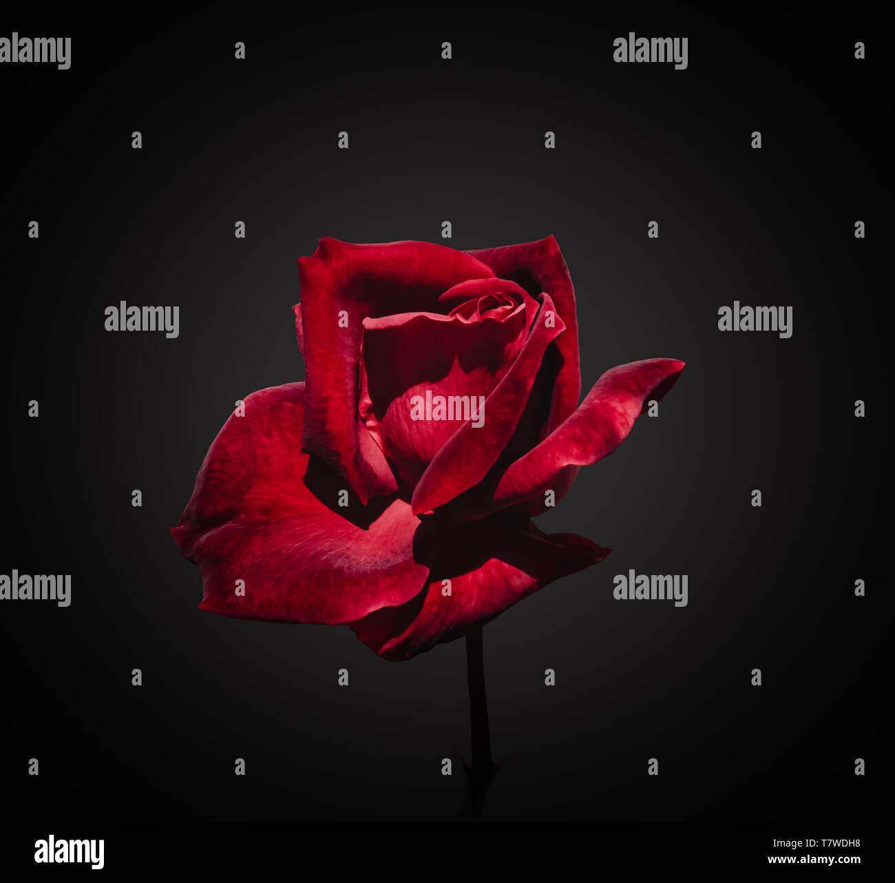 red velvet rose closeup isolated on a black background Stock Photo - Alamy