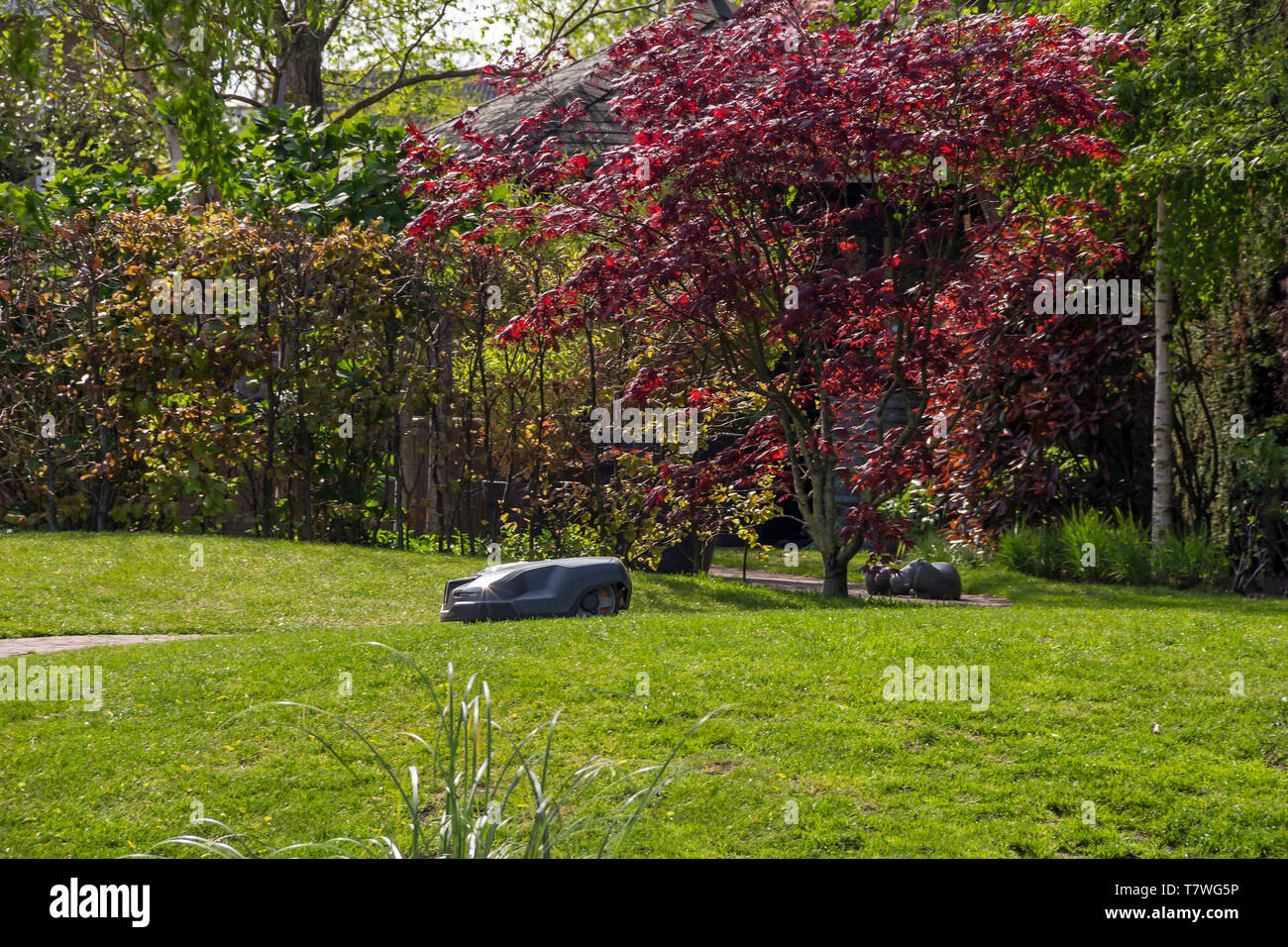 Robot Lawn Mower is Working Automaticly in a garden Stock Photo - Alamy