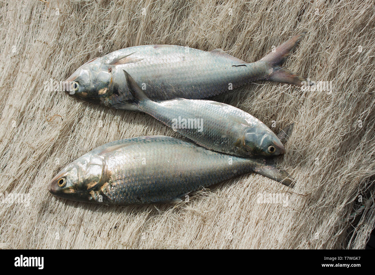 Bangladesh national fish hi-res stock photography and images - Alamy