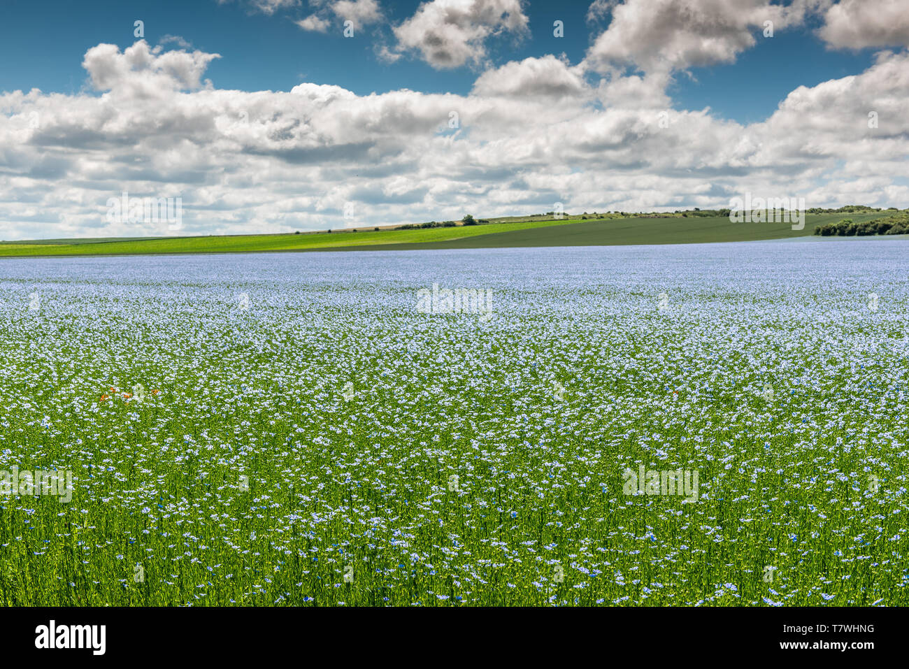 Linseed field hi-res stock photography and images - Alamy