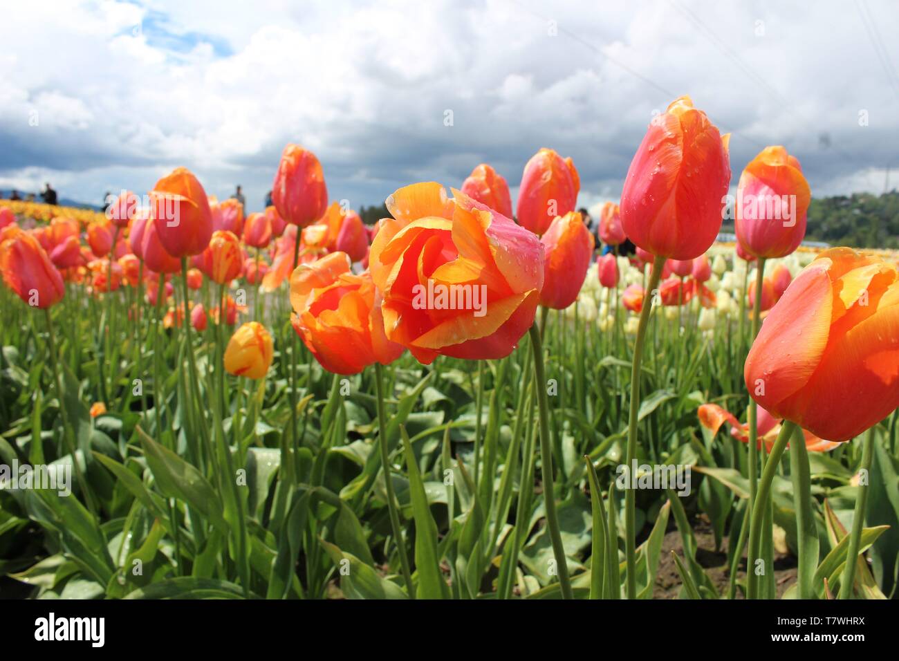Beautyofnature hi-res stock photography and images - Alamy