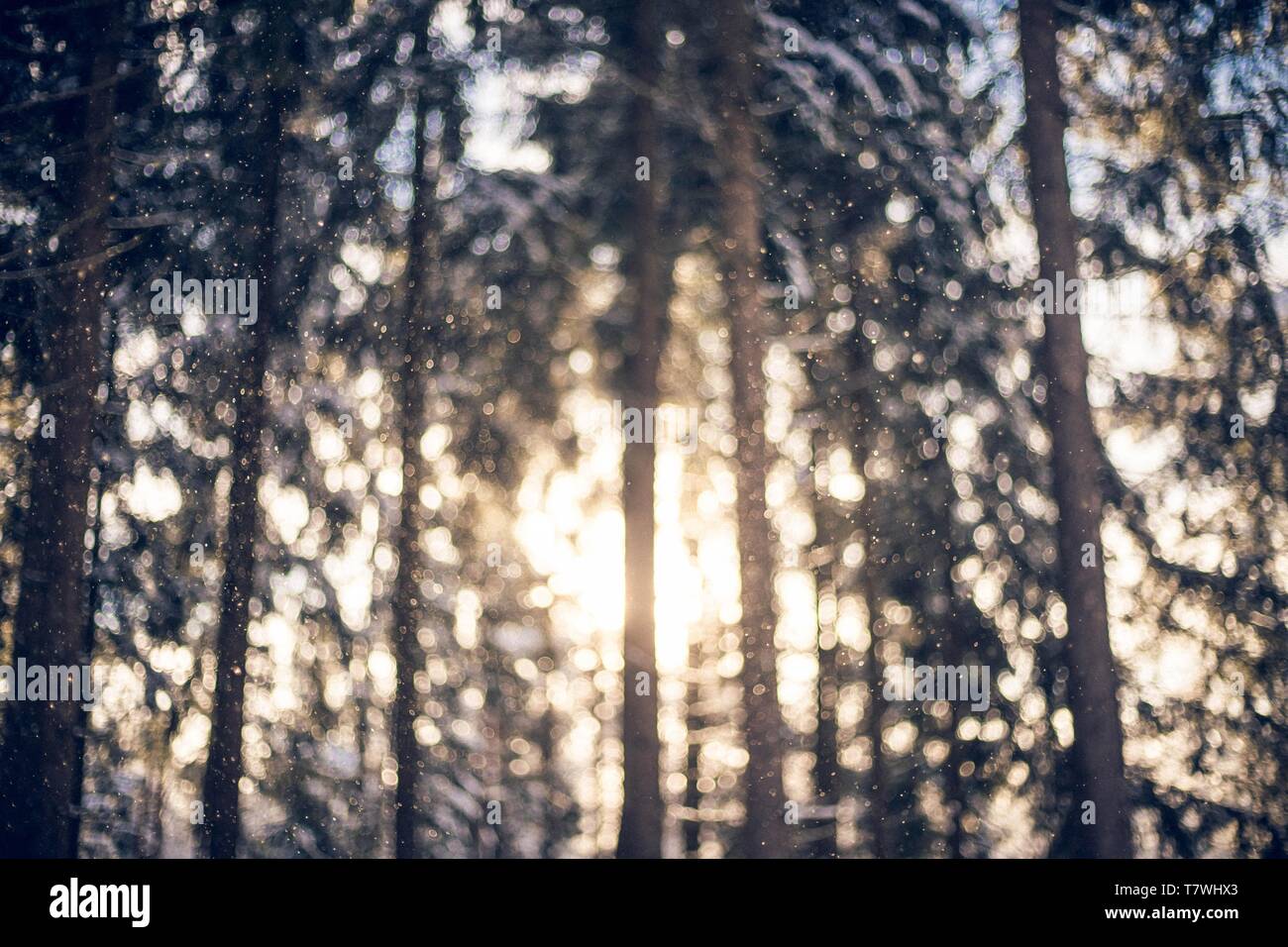 Beautiful thick forest with tall thin trees Stock Photo - Alamy