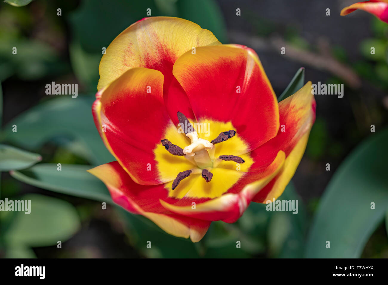 Widely open and totally bloomed red and yellow tulip flower showing the pistil and stamen under ...