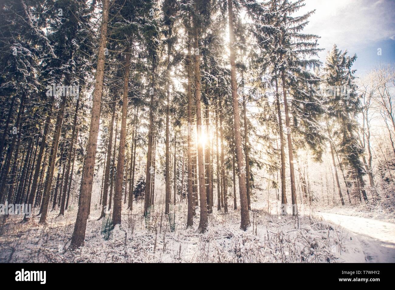 Beautiful thick forest with tall thin trees Stock Photo - Alamy