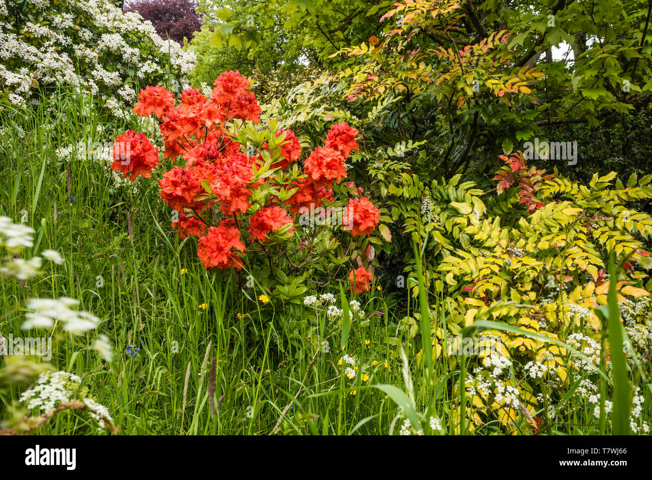 Azalea Gibraltar. A glorious display of flowers in May Stock Photo - Alamy
