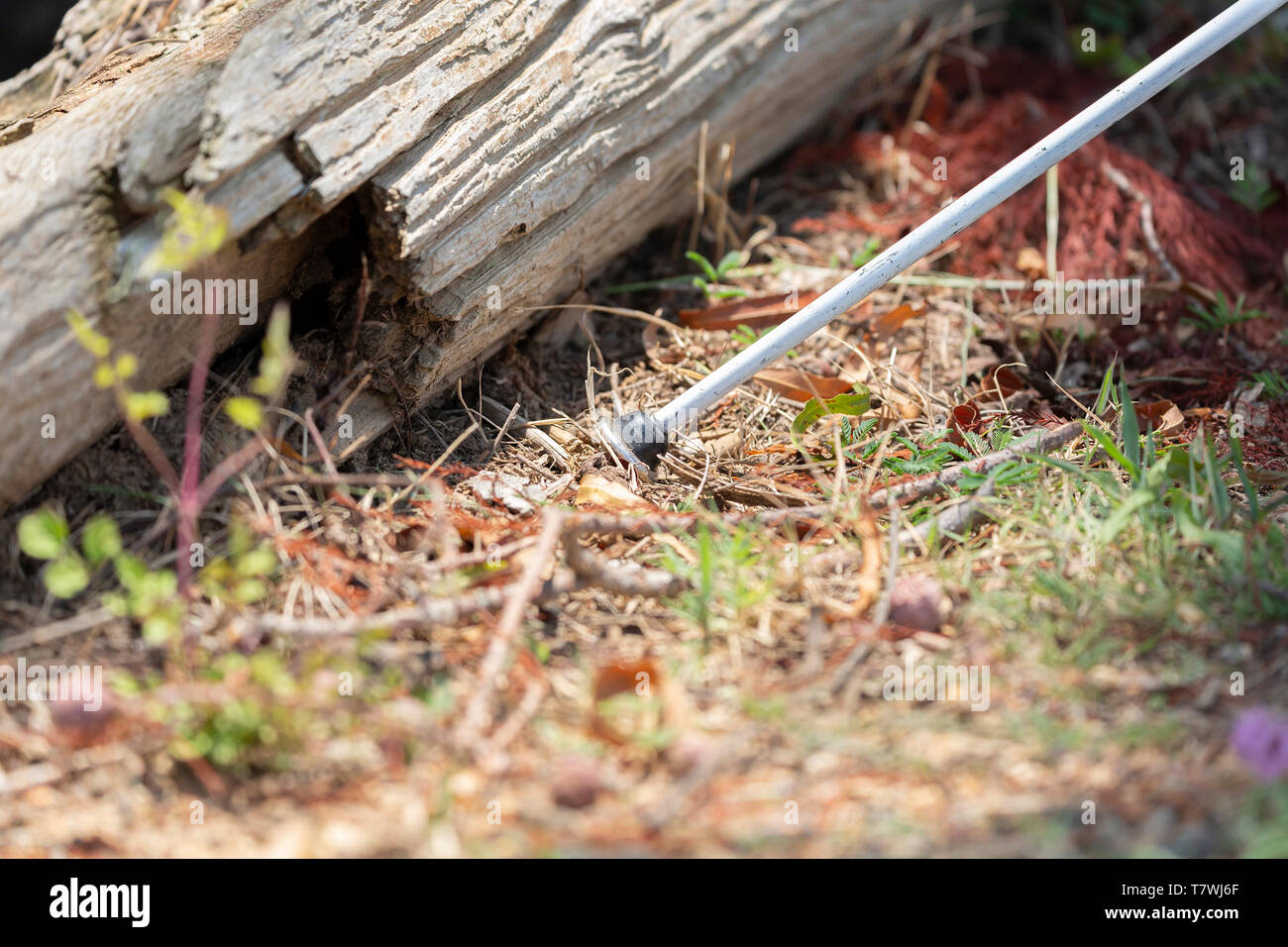 Cane near log blocking trail Stock Photo - Alamy
