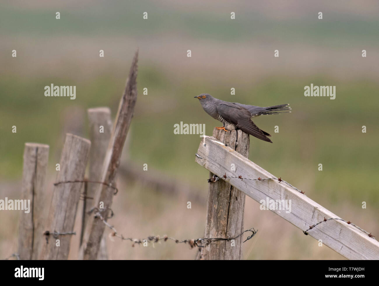 Male Cuckoo-Cuculus canorus displaying. Spring Stock Photo - Alamy