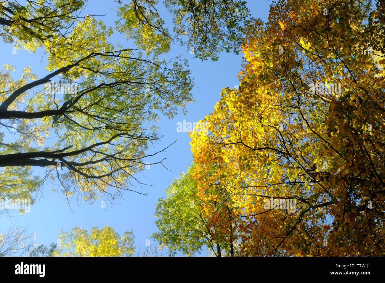 Looking up in forest to canopy. Bottom view wide angle background Stock ...