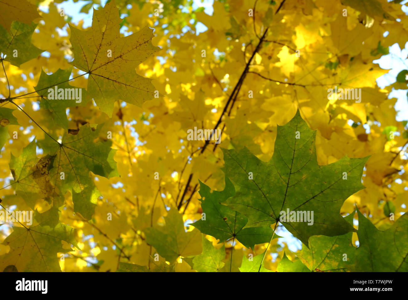 Looking up in forest to canopy. Bottom view wide angle background Stock ...