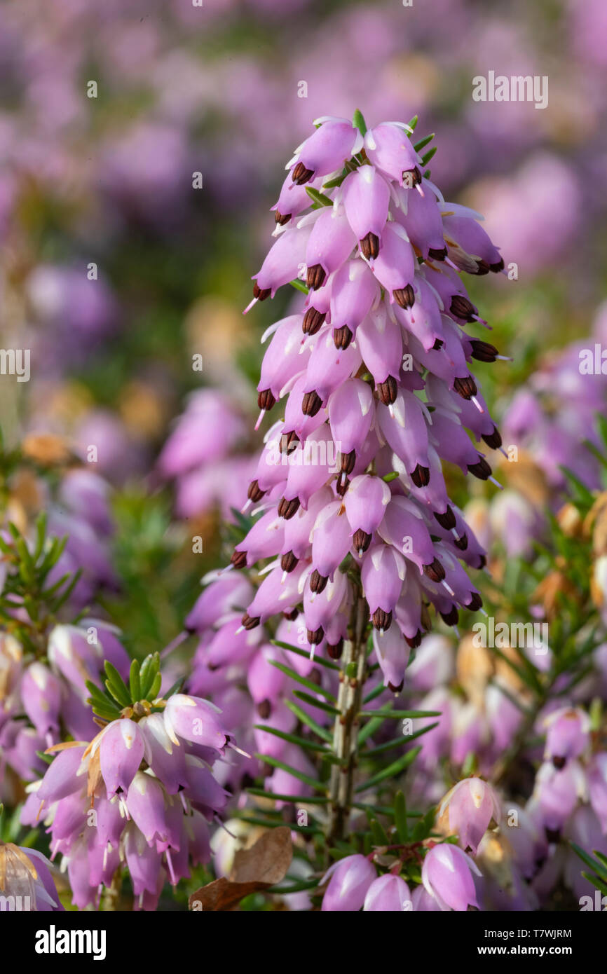 Calluna vulgaris red beauty hi-res stock photography and images - Alamy