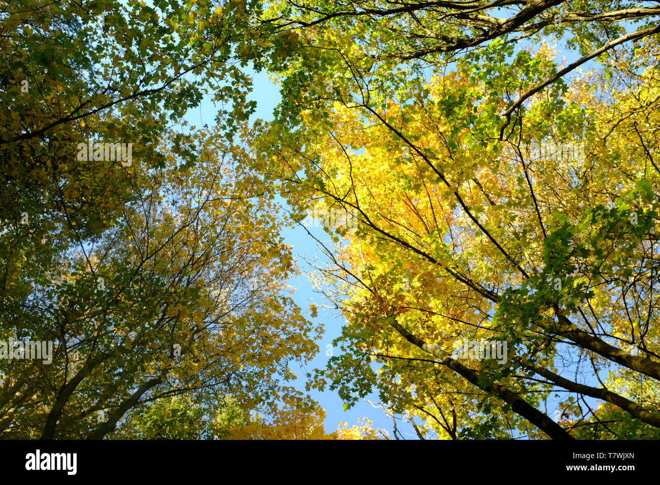 Looking up in forest to canopy. Bottom view wide angle background Stock ...