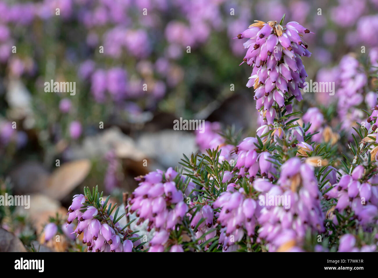 Calluna vulgaris red beauty hi-res stock photography and images - Alamy
