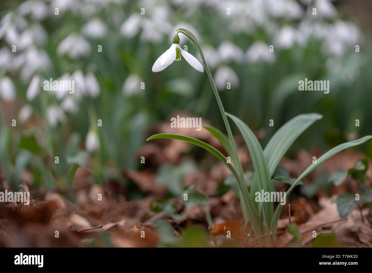 Gold snowdrops hi-res stock photography and images - Alamy