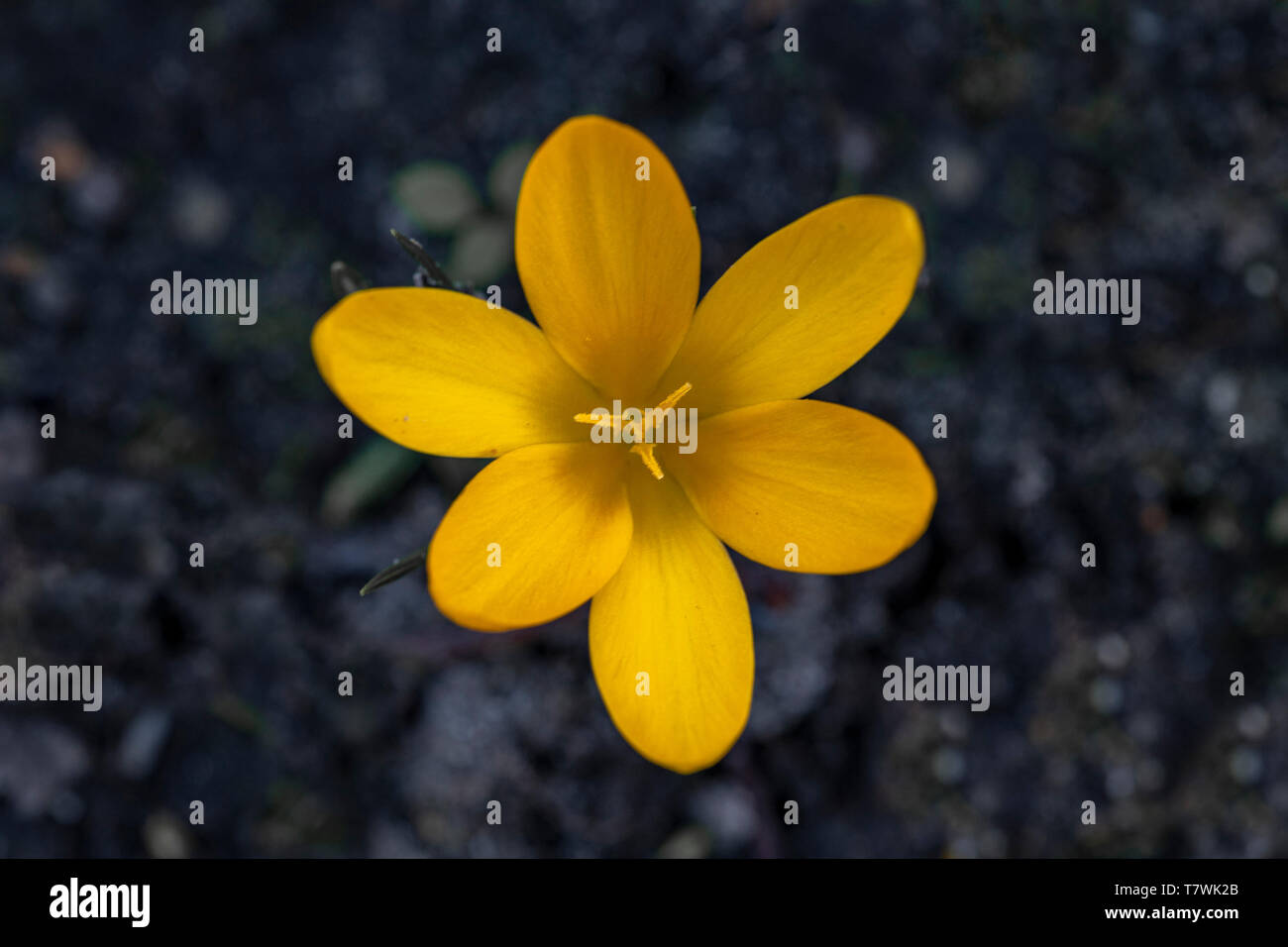 Closeup of a yellow and golden crocus flower against a dark soil ...