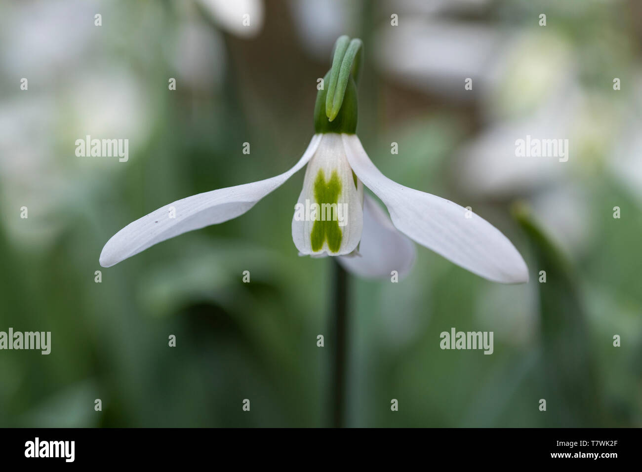 White snowdrop flower blooming in the edge and bright areas of the ...