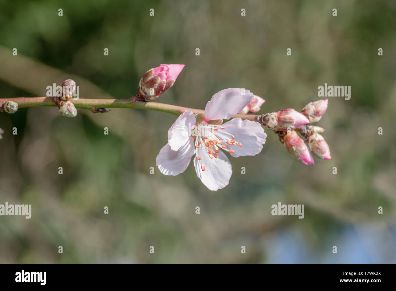 Sakura, Japanese pink cherry blossom flowers against a blue Tokyo sky ...