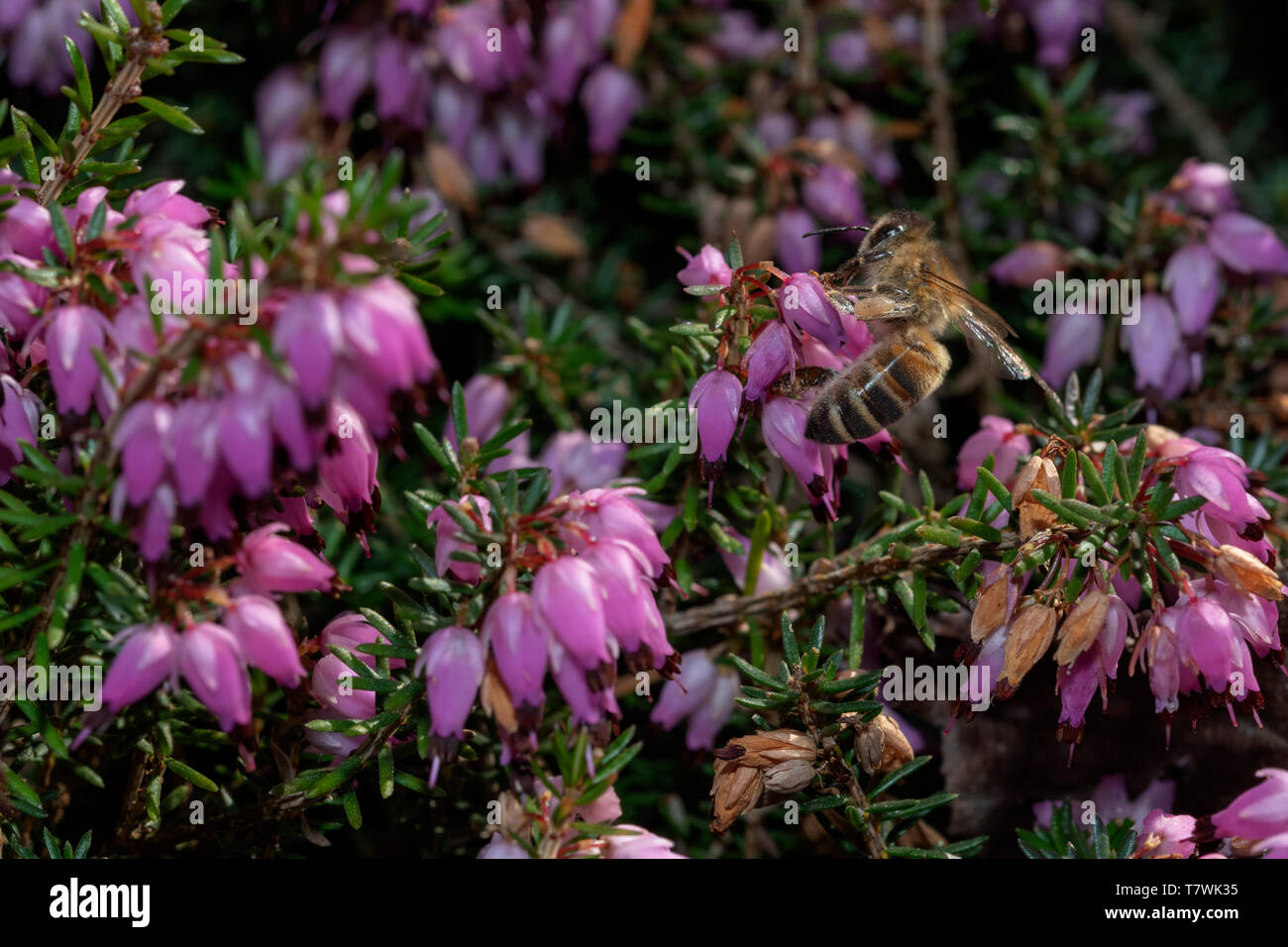 Closeup view of a bee surfing on violet calluna vulgaris flowers Stock ...