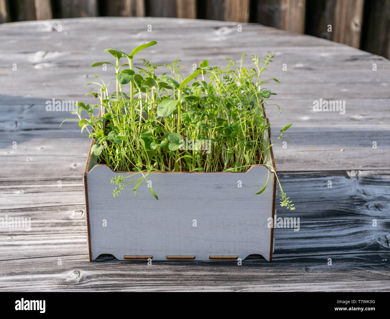 Image of square box with green gras on a wooden table, urban gardening ...