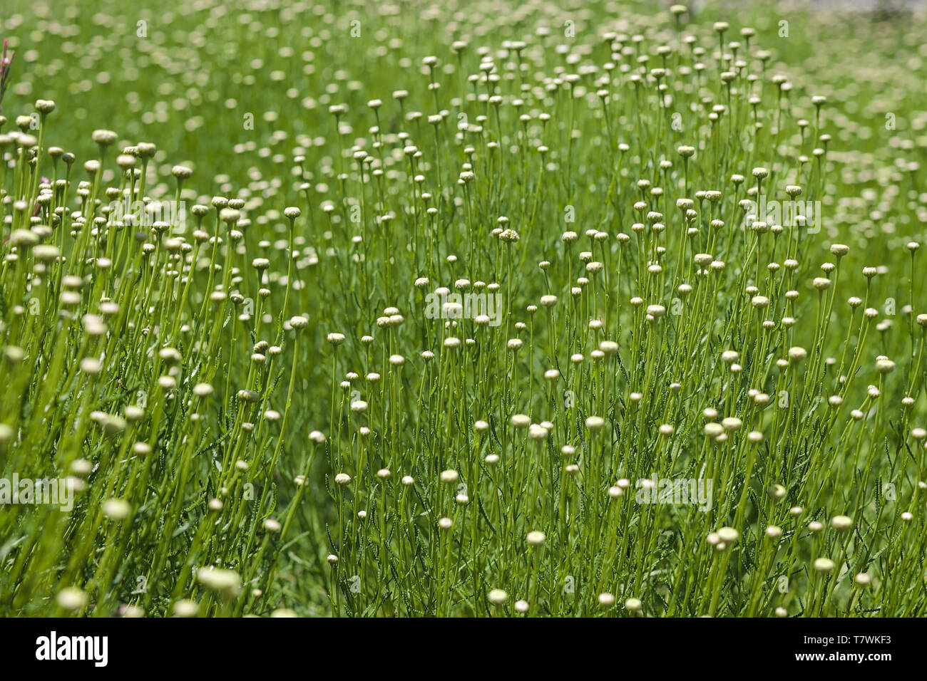 Rows of White and Green Dainty Wildflowers in a Meadow Stock Photo - Alamy