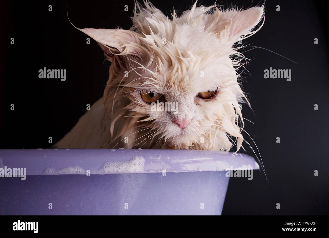 Wet cat after a bath Stock Photo - Alamy