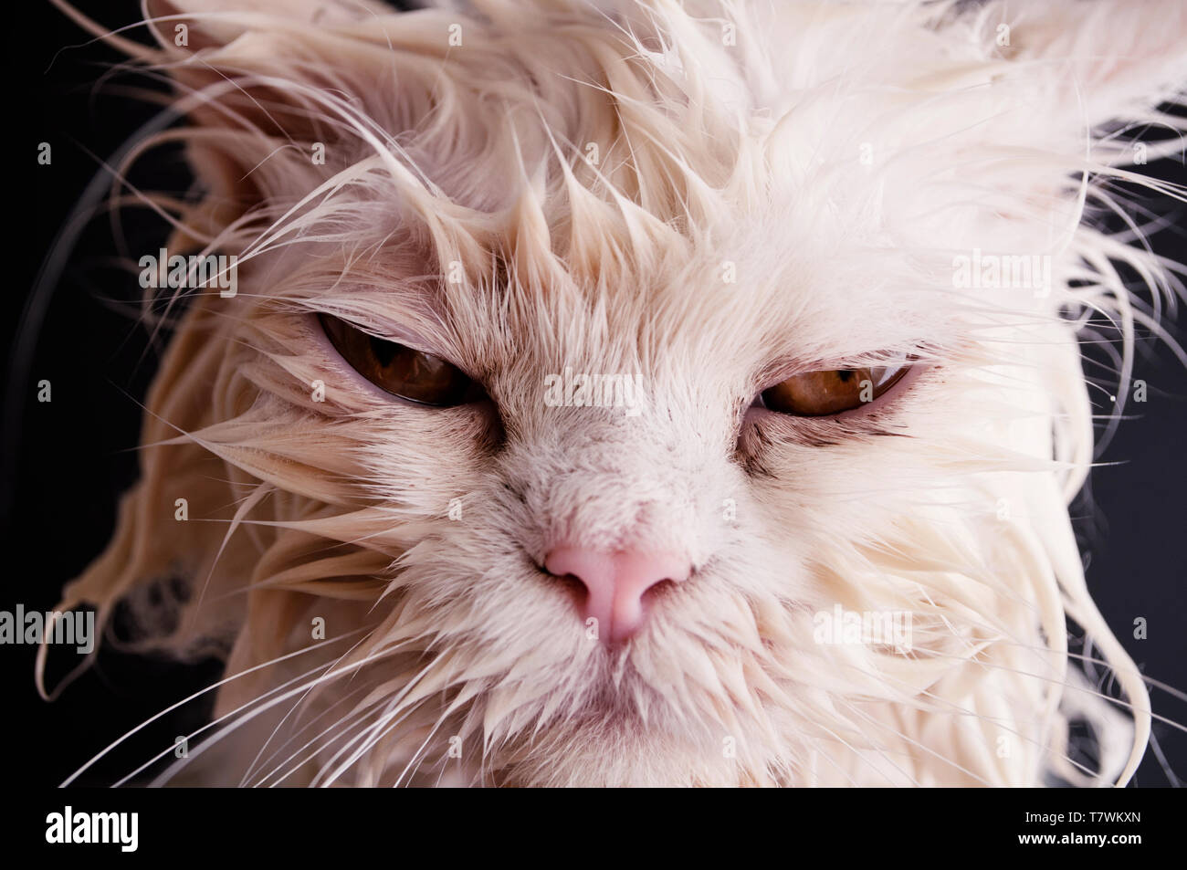 Wet after bath hi-res stock photography and images - Alamy