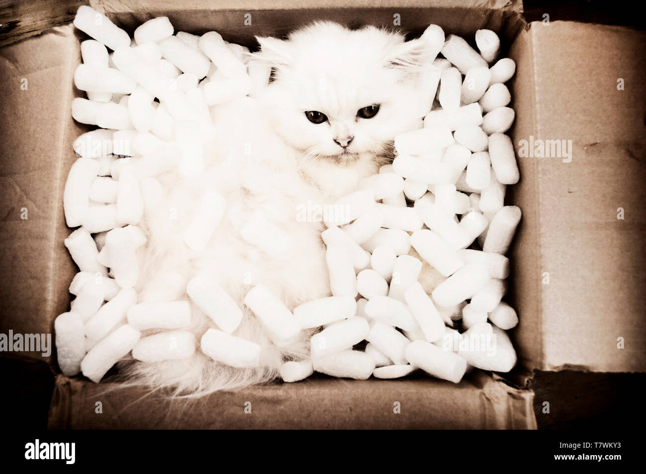 Cat inside a box hi-res stock photography and images - Alamy