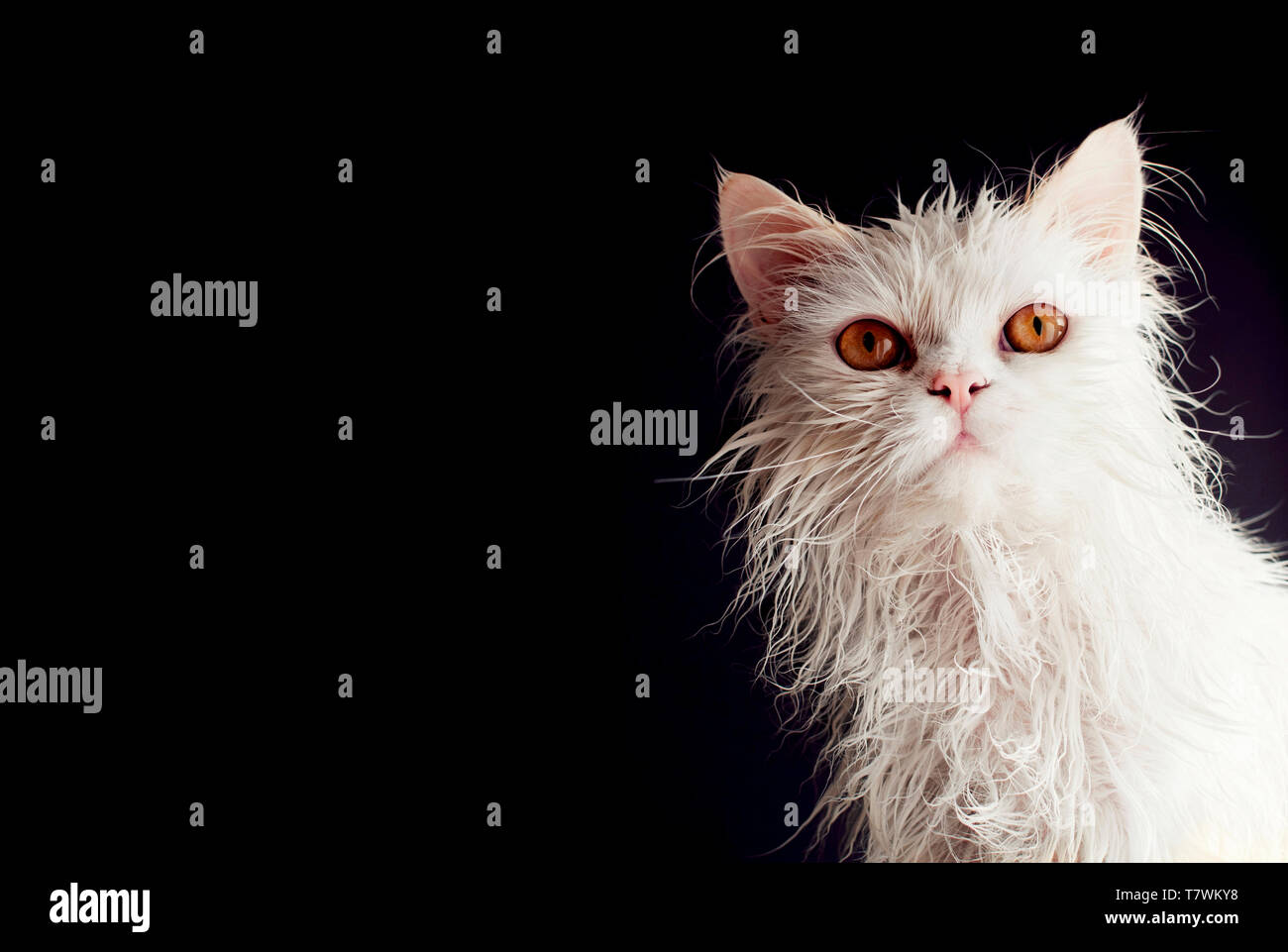 Wet cat after a bath Stock Photo - Alamy