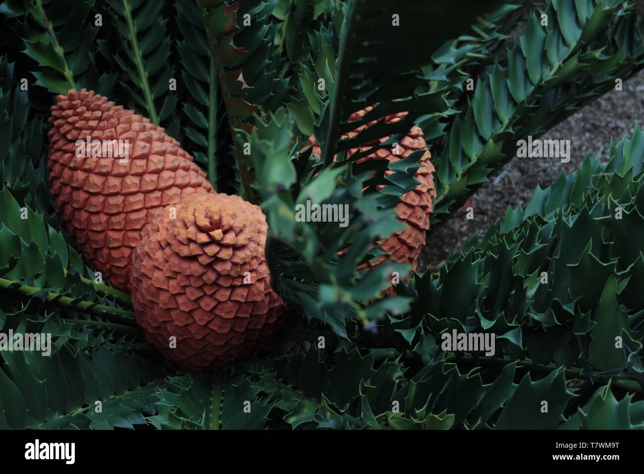 Cycad collection hi-res stock photography and images - Alamy
