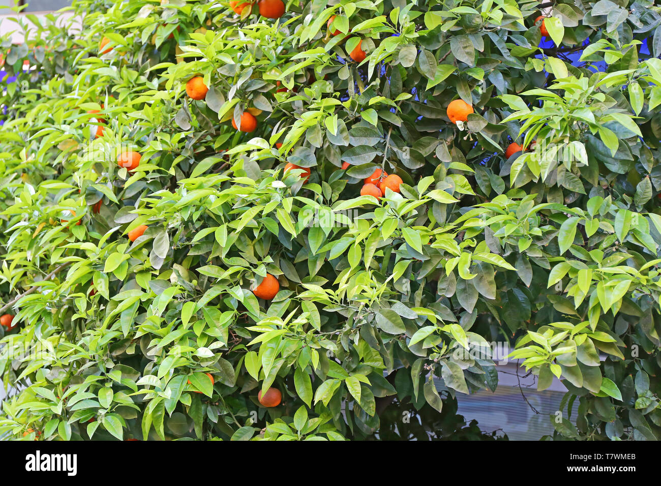 Oranges Fruit Tree Nature Close up Stock Photo - Alamy