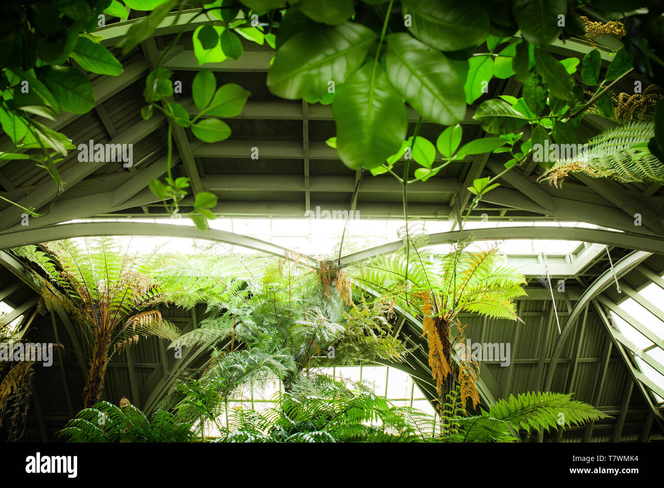 Tropical Plants Green Leaves Foliage In Greenhouse Glasshouse ...