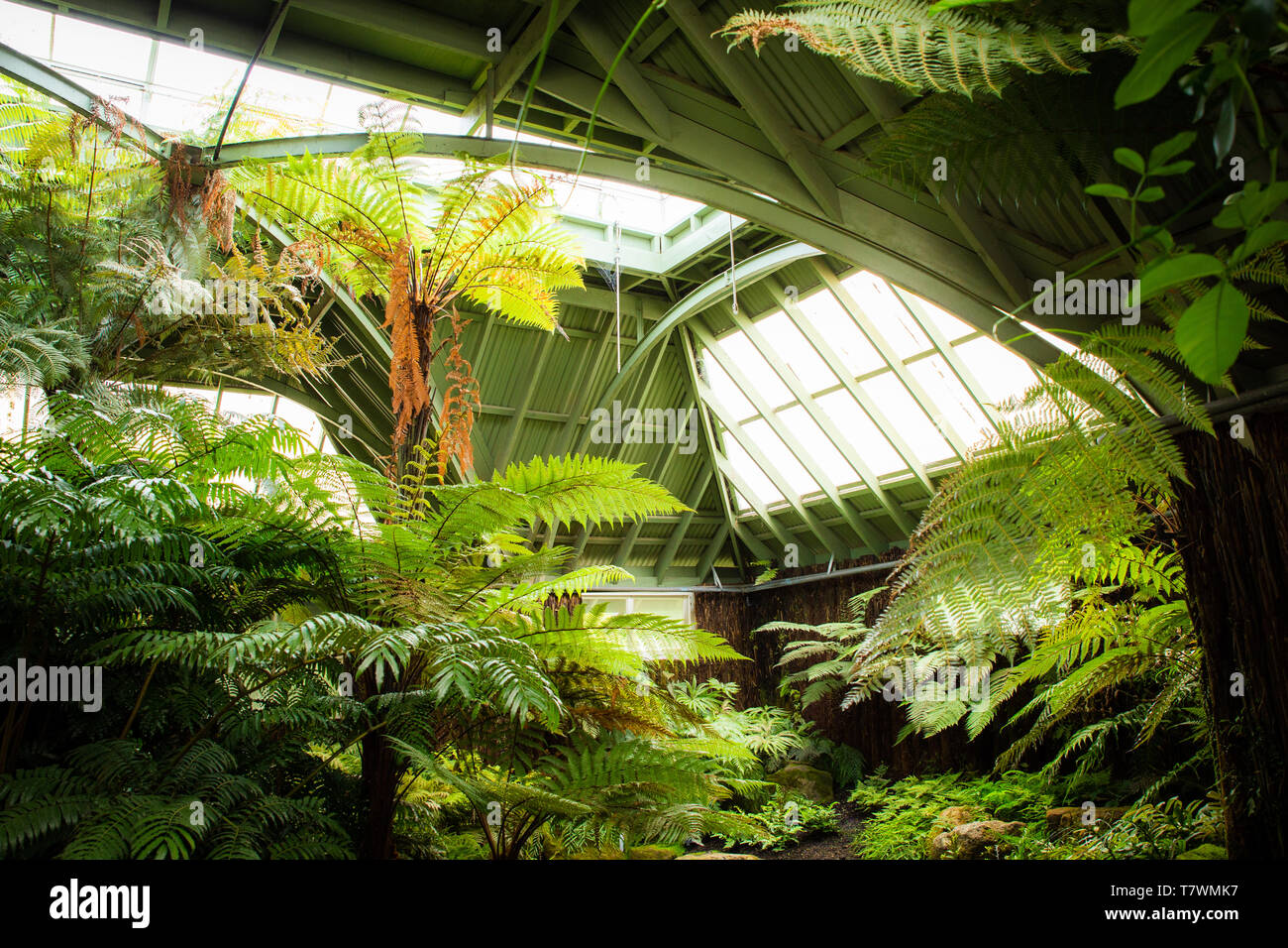 Tropical Plants Green Leaves Foliage In Greenhouse Glasshouse ...