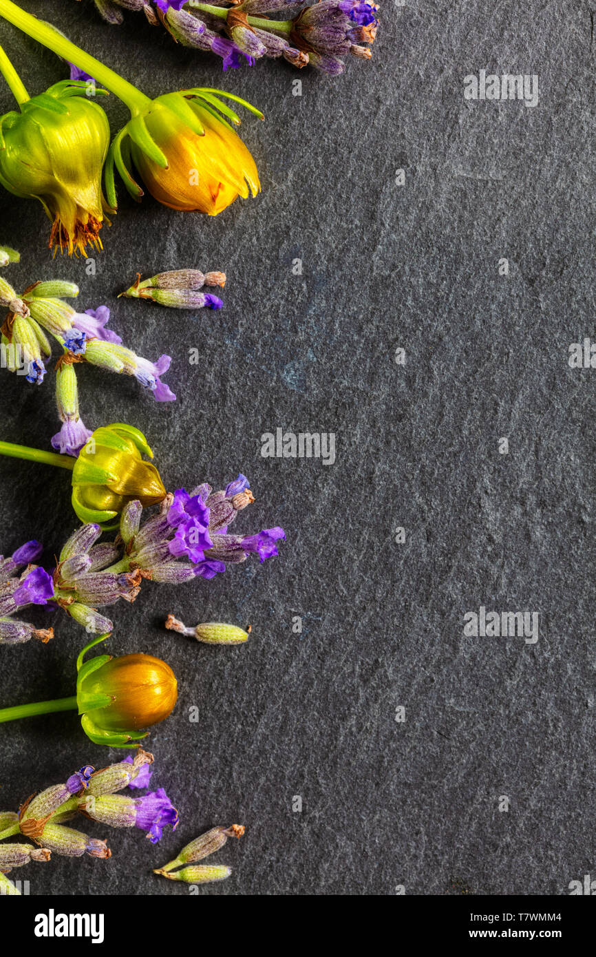 Wild Flowers composition. Frame made of various colourful flowers on ...