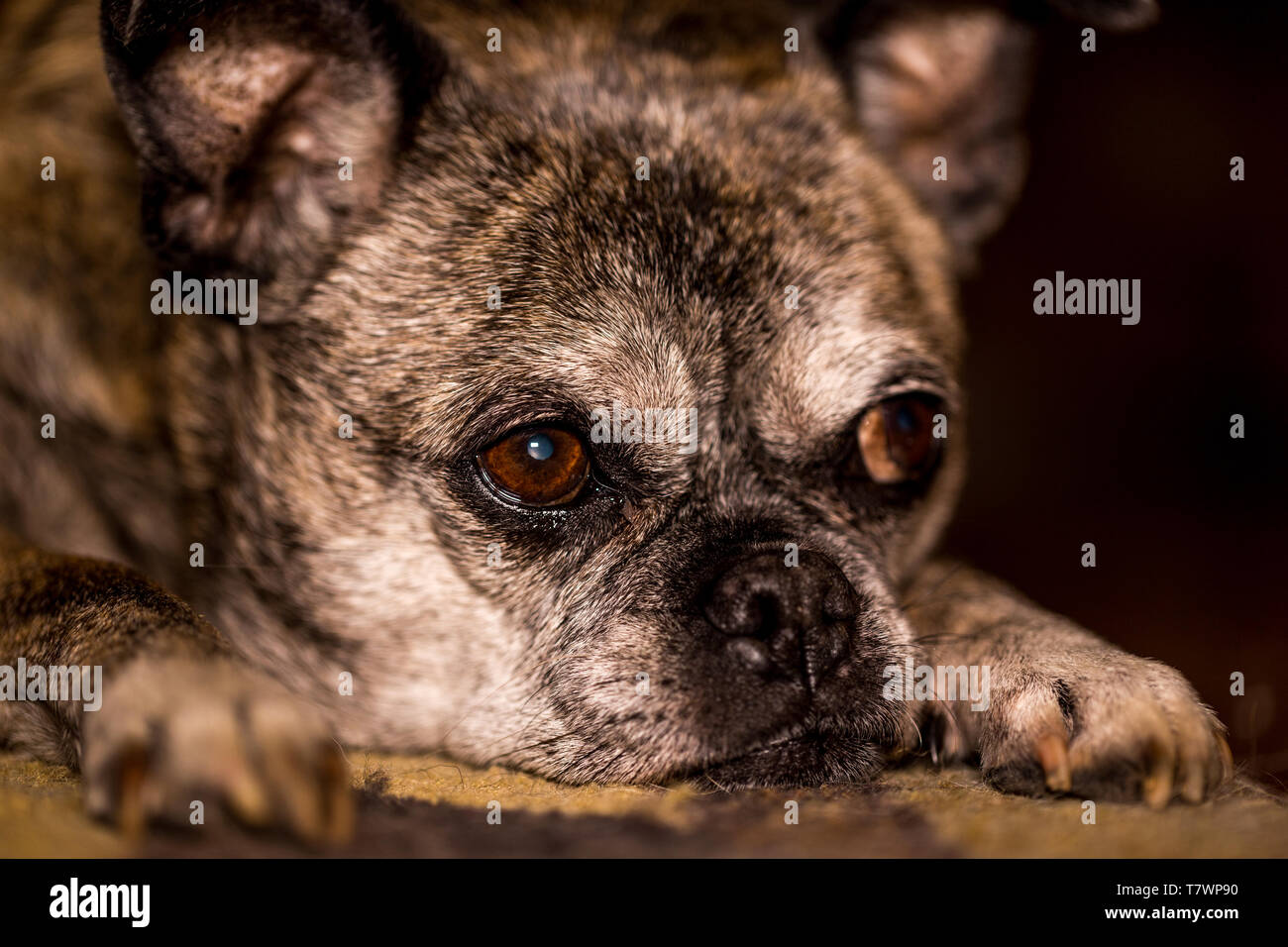 Small canids hi-res stock photography and images - Alamy