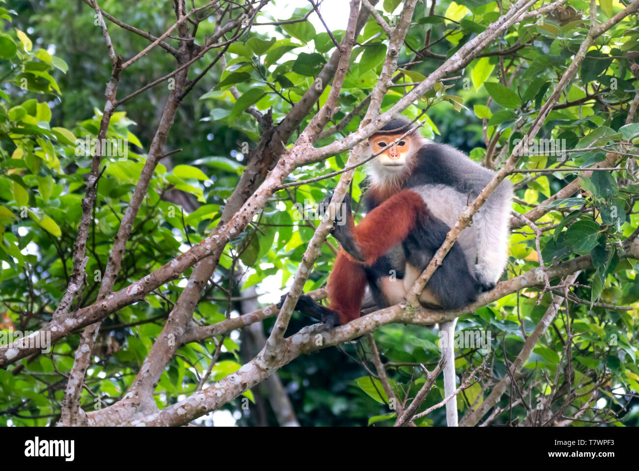 Pygathrix nemaeus in the season of the millettia flowers blossomed on ...