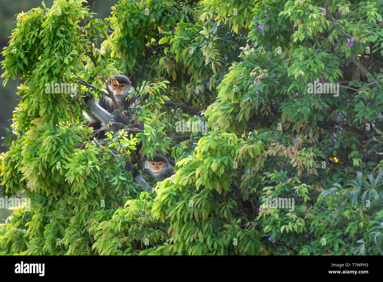 Pygathrix nemaeus in the season of the millettia flowers blossomed on ...