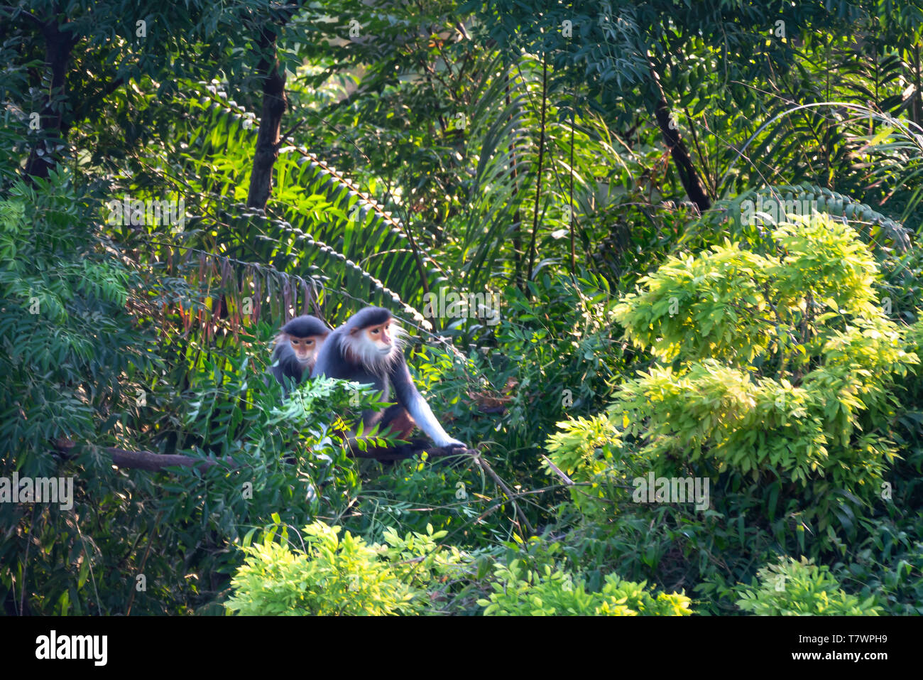 Pygathrix nemaeus in the season of the millettia flowers blossomed on ...