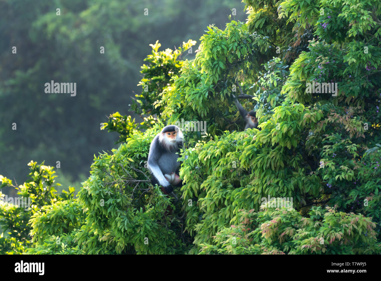 Pygathrix nemaeus in the season of the millettia flowers blossomed on ...