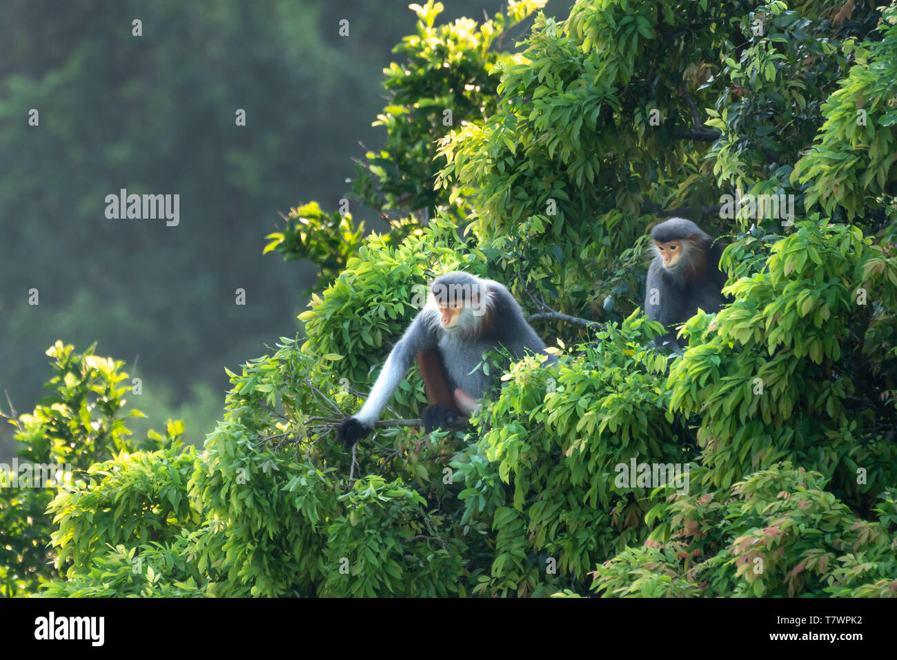 Pygathrix nemaeus in the season of the millettia flowers blossomed on ...