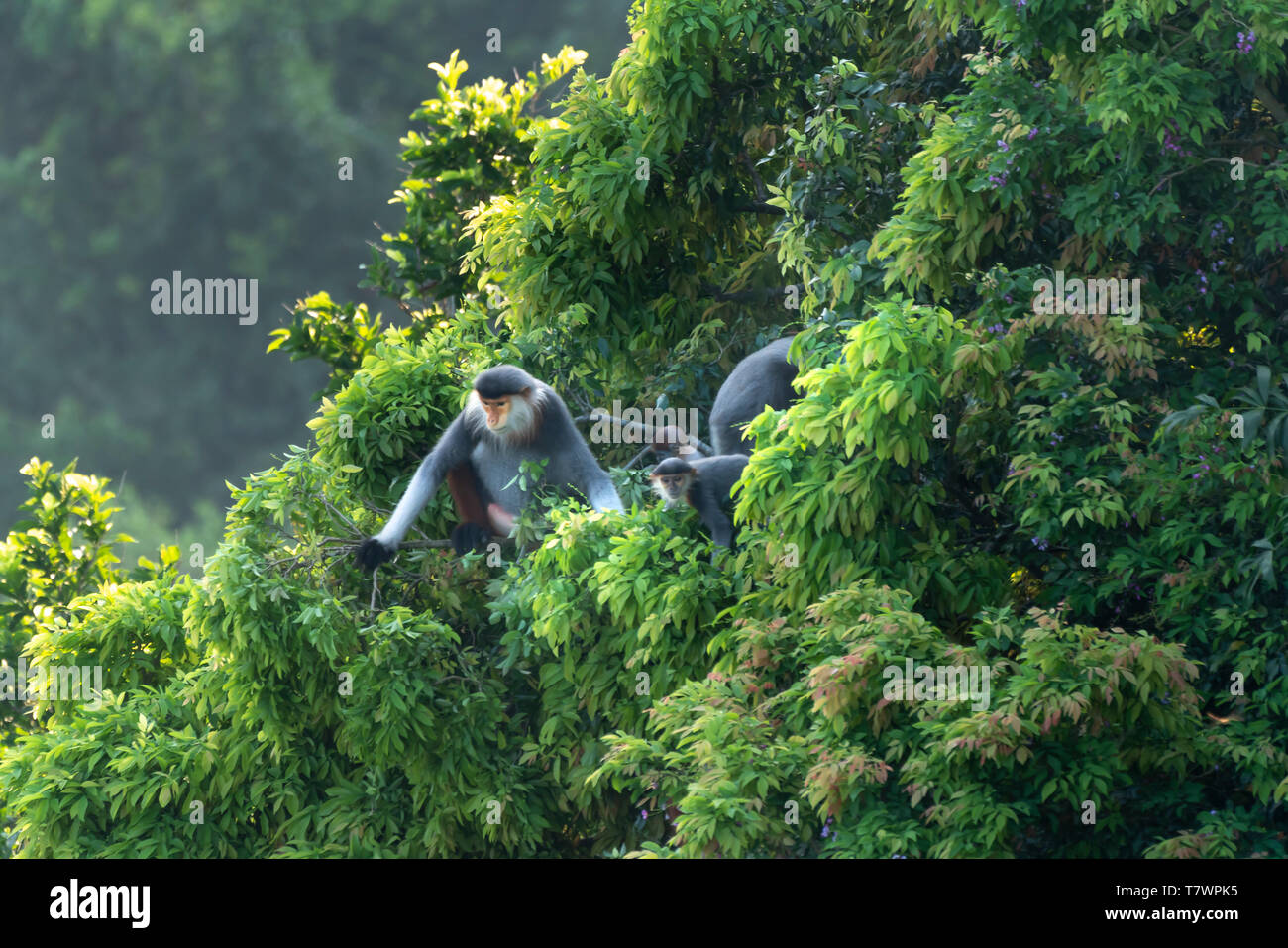 Pygathrix nemaeus in the season of the millettia flowers blossomed on ...