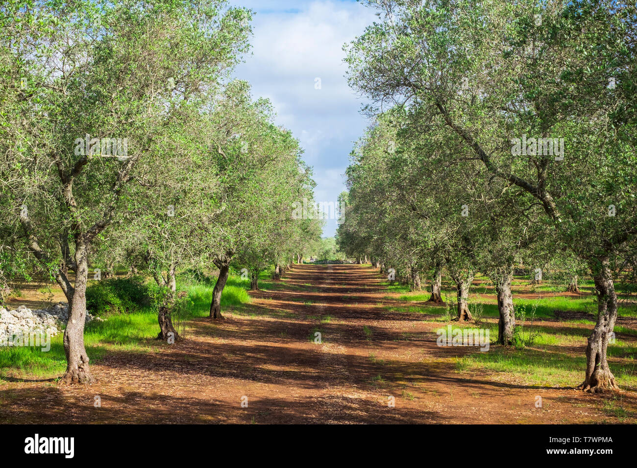 Italy, Apulia, Salento region, olive trees cultivation, the green gold ...