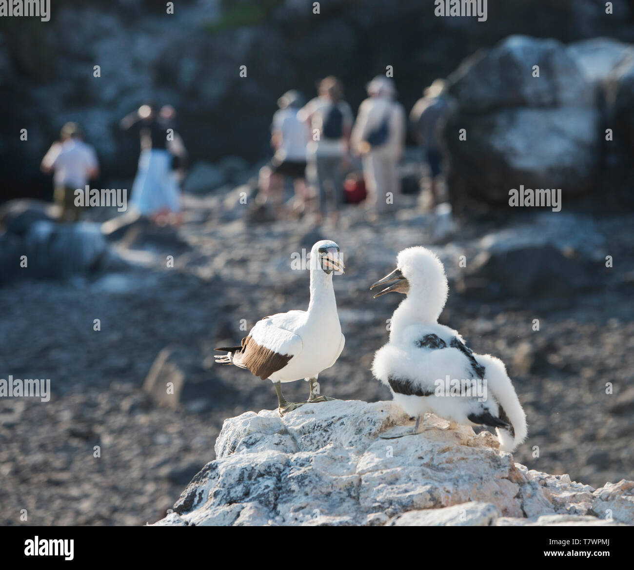 Nazca gannets hi-res stock photography and images - Alamy